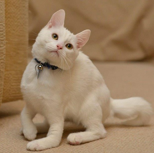 Facebook donors help crippled cat - Real World News - Neowin