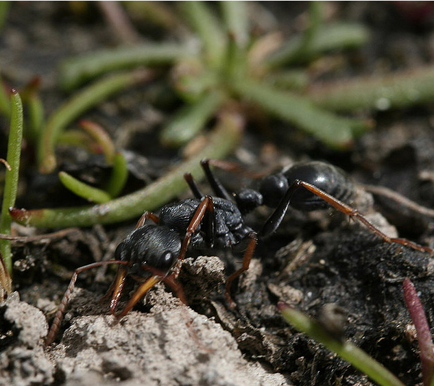Cat food latest weapon against Australia's cane toads - Real World News ...