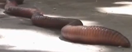 Giant earthworm discovered in China - Real World News - Neowin
