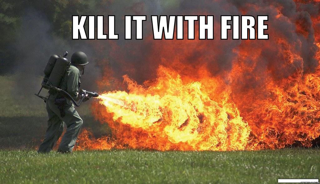 ‘Murder Hornets’ in the U.S.: The Rush to Stop the Asian Giant Hornet ...