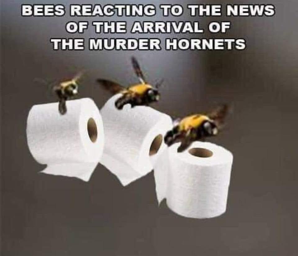 ‘Murder Hornets’ in the U.S.: The Rush to Stop the Asian Giant Hornet ...