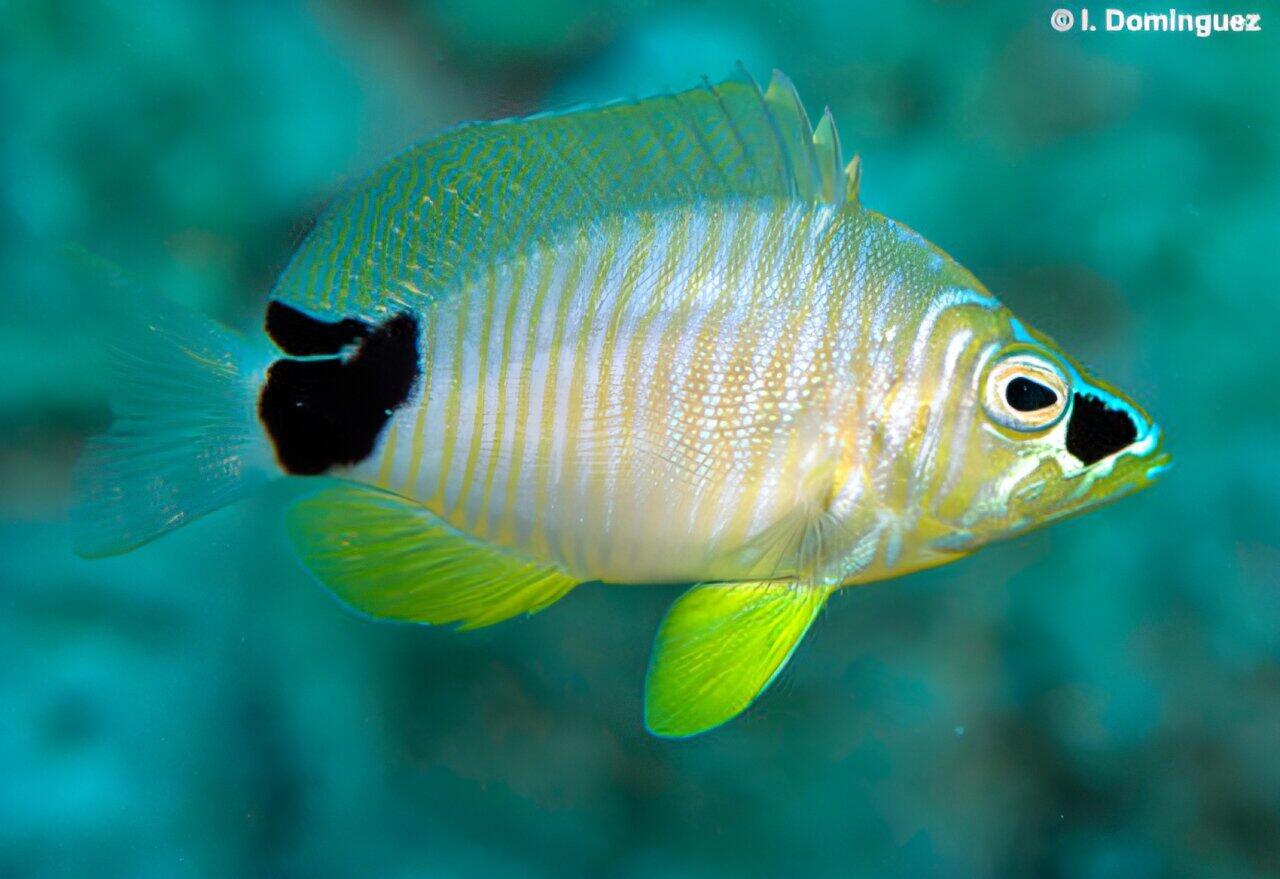 New fish species discovered in the Gulf of Mexico - Science News ...
