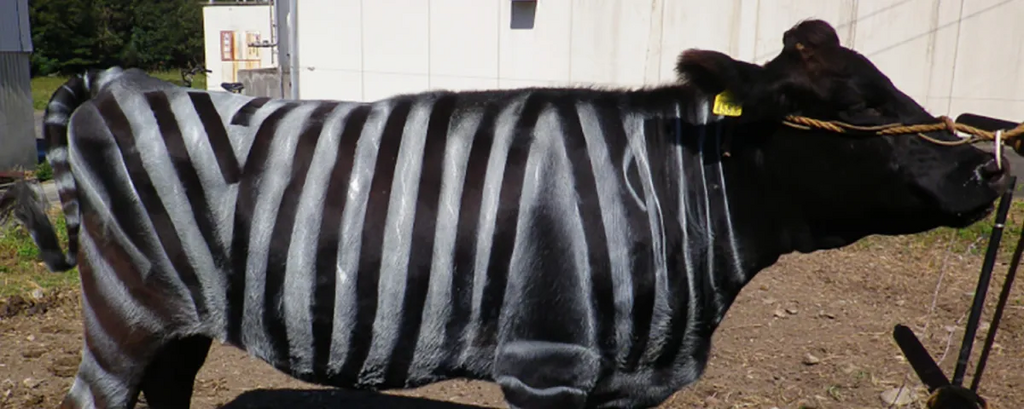 Zebra Cows Repel Flies - Science News & Discussion - Neowin