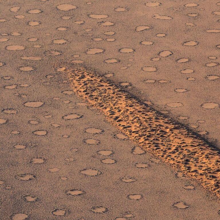 Plants self-organize in a 'hidden order,' echoing pattern found across ...