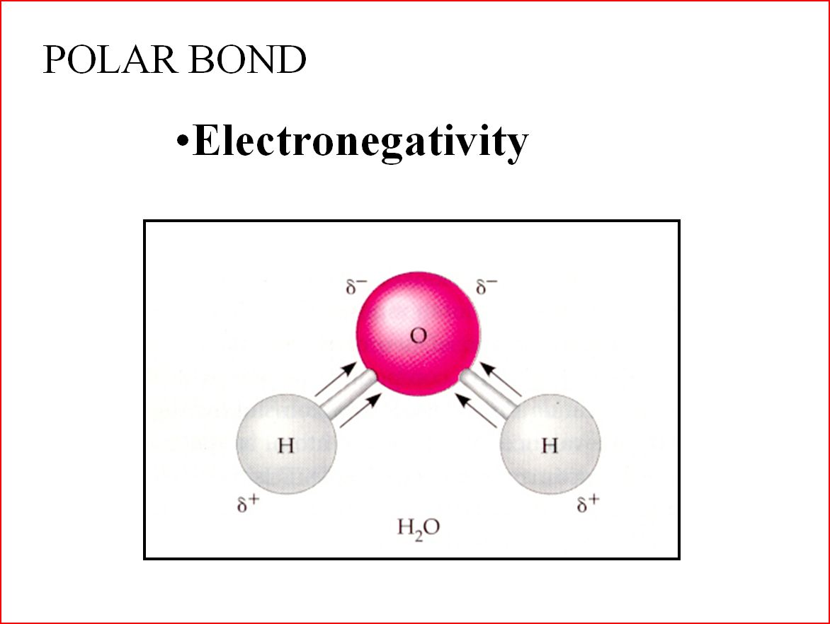 [Biology] Polar Bonds - General Discussion - Neowin