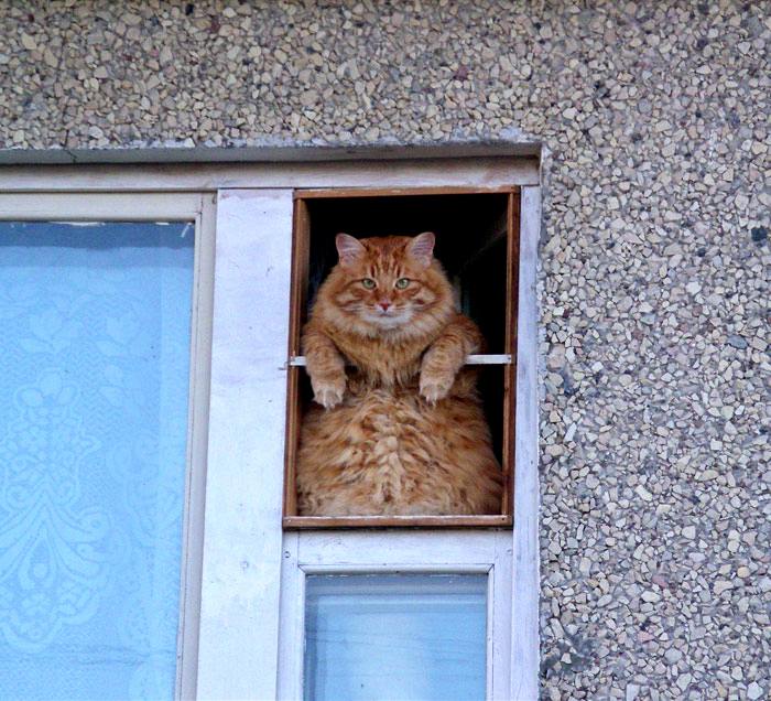 Guard Cat - Jokes & Funny Stuff - Neowin