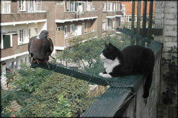 [PIC] Kitty roadkill in 5 seconds... - Jokes & Funny Stuff - Neowin