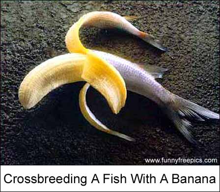 [Pic] Banana Fish - Jokes & Funny Stuff - Neowin