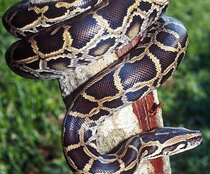 Asian Pythons Thrive in Florida - Real World News - Neowin