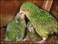 Rare Parrot Chicks Born in New Zealand - Real World News - Neowin