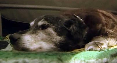 British pet is 'oldest dog in the world' - Real World News - Neowin