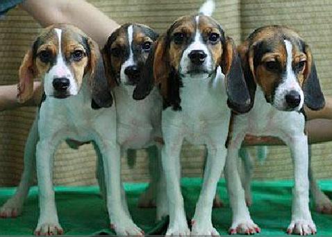South Korea Clones Glowing Dogs - Science News & Discussion - Neowin