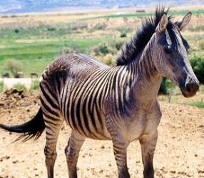 Zonkey or a Deebra?! - Real World News - Neowin