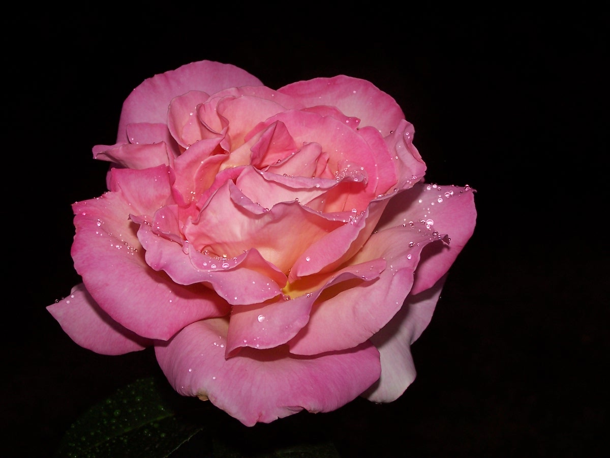 [Wallpaper] Storm Roses - Tips, Tweaks & Customization - Neowin