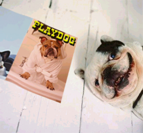 Playboy for your Dog! - Jokes & Funny Stuff - Neowin