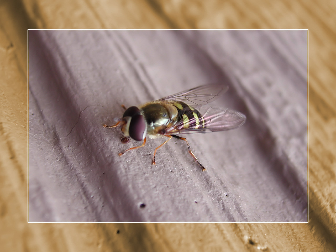 [Wallpaper] Mr Fly - Tips, Tweaks & Customization - Neowin