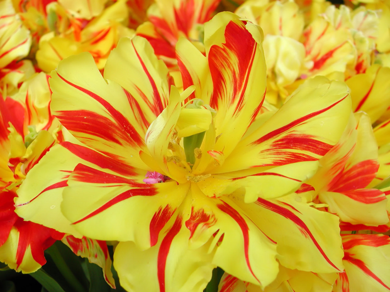 [Wallpaper] Reticulated Flower - Tips, Tweaks & Customization - Neowin